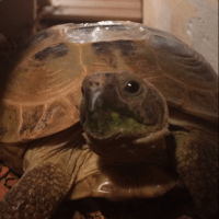 The Tortoise Keeper – Sharing knowledge about commonly owned turtles ...