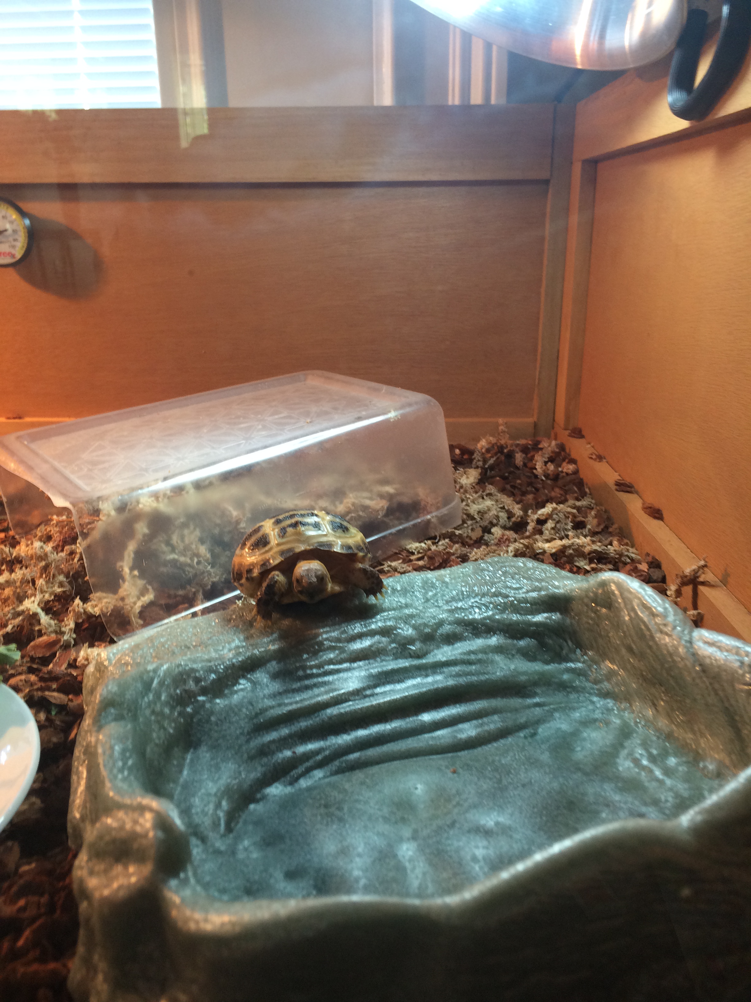 Russian Tortoise Indoor Housing – The Tortoise Keeper