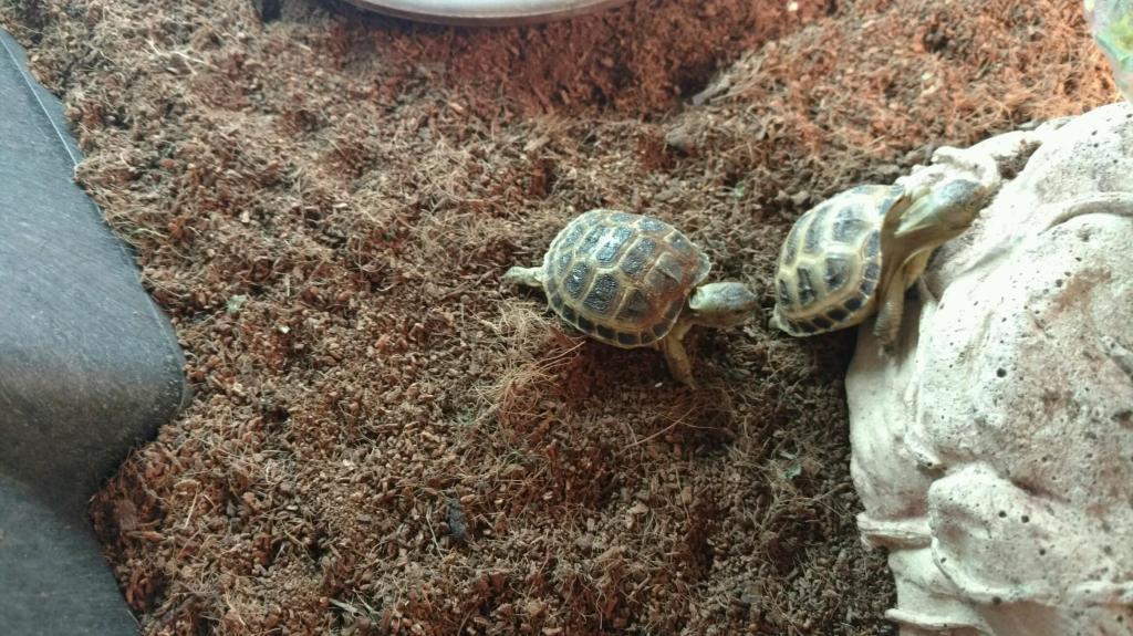 Russian Tortoise Substrates – The Tortoise Keeper