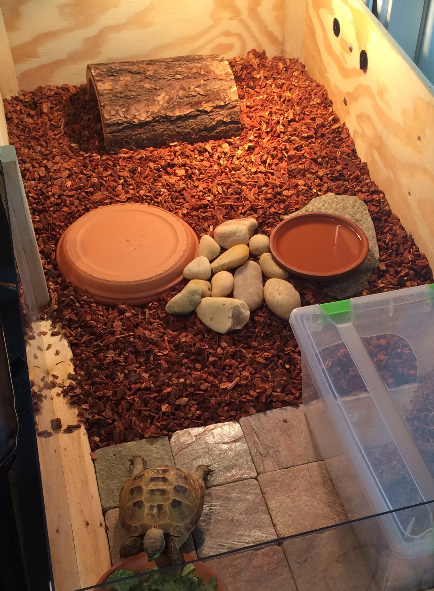 Russian Tortoise Substrates – The Tortoise Keeper
