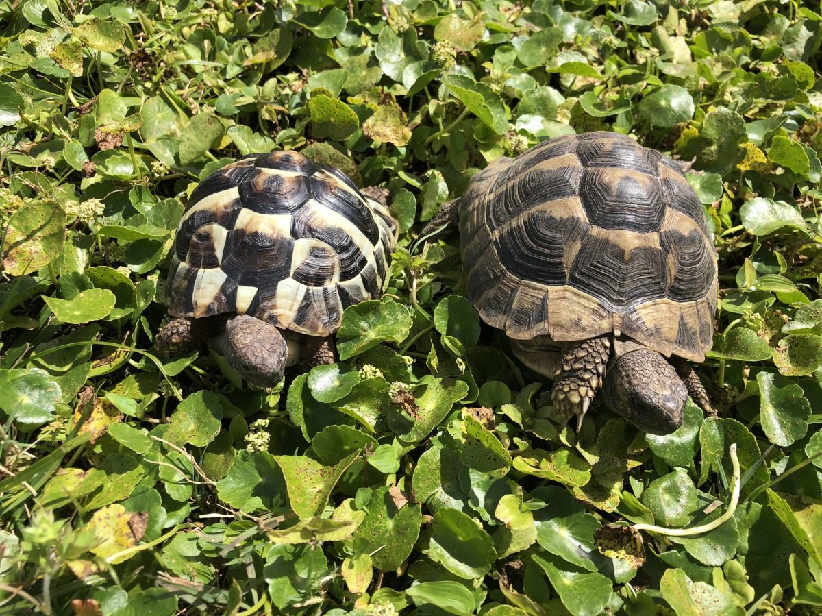 How To Buy A Tortoise – The Tortoise Keeper