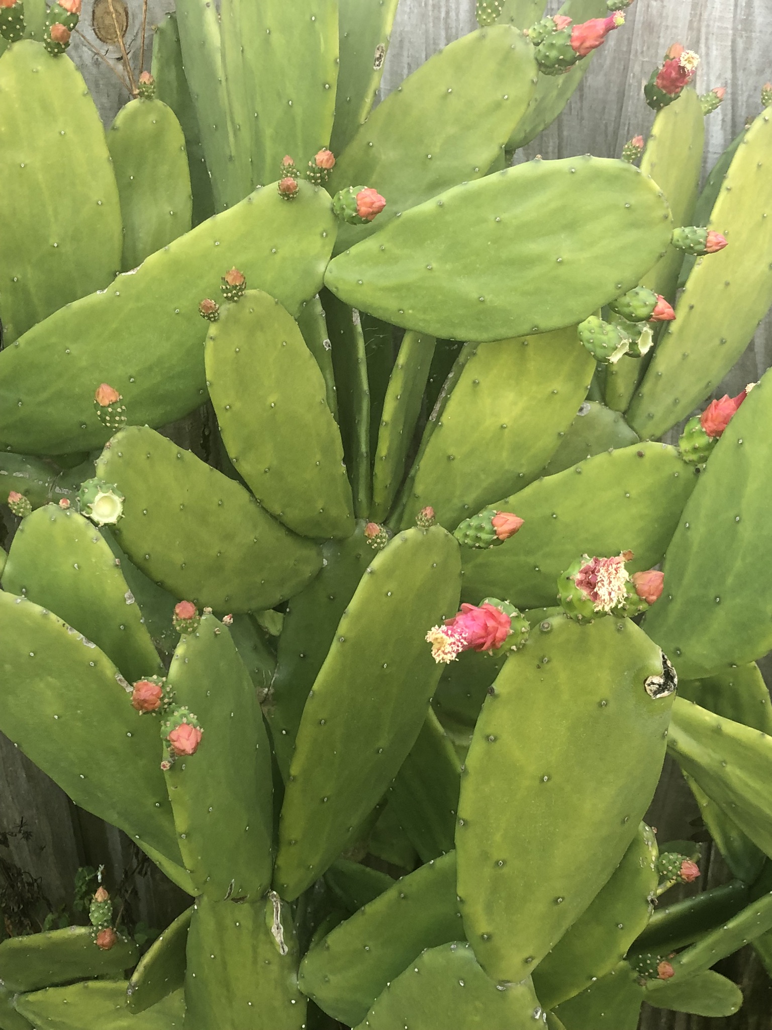 Gallery – The Tortoise Keeper