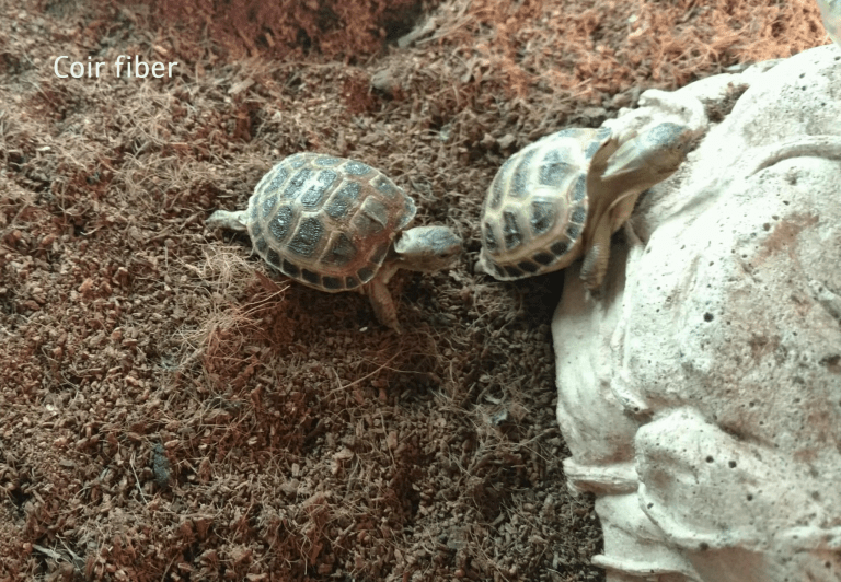 Best Tortoise Substrates – The Tortoise Keeper