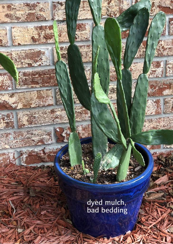 Best Tortoise Substrates – The Tortoise Keeper