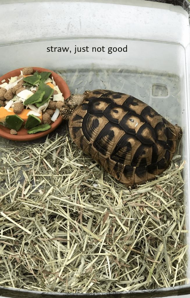 Best Tortoise Substrates – The Tortoise Keeper