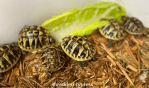 Best Tortoise Substrates – The Tortoise Keeper
