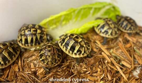 Best Tortoise Substrates – The Tortoise Keeper