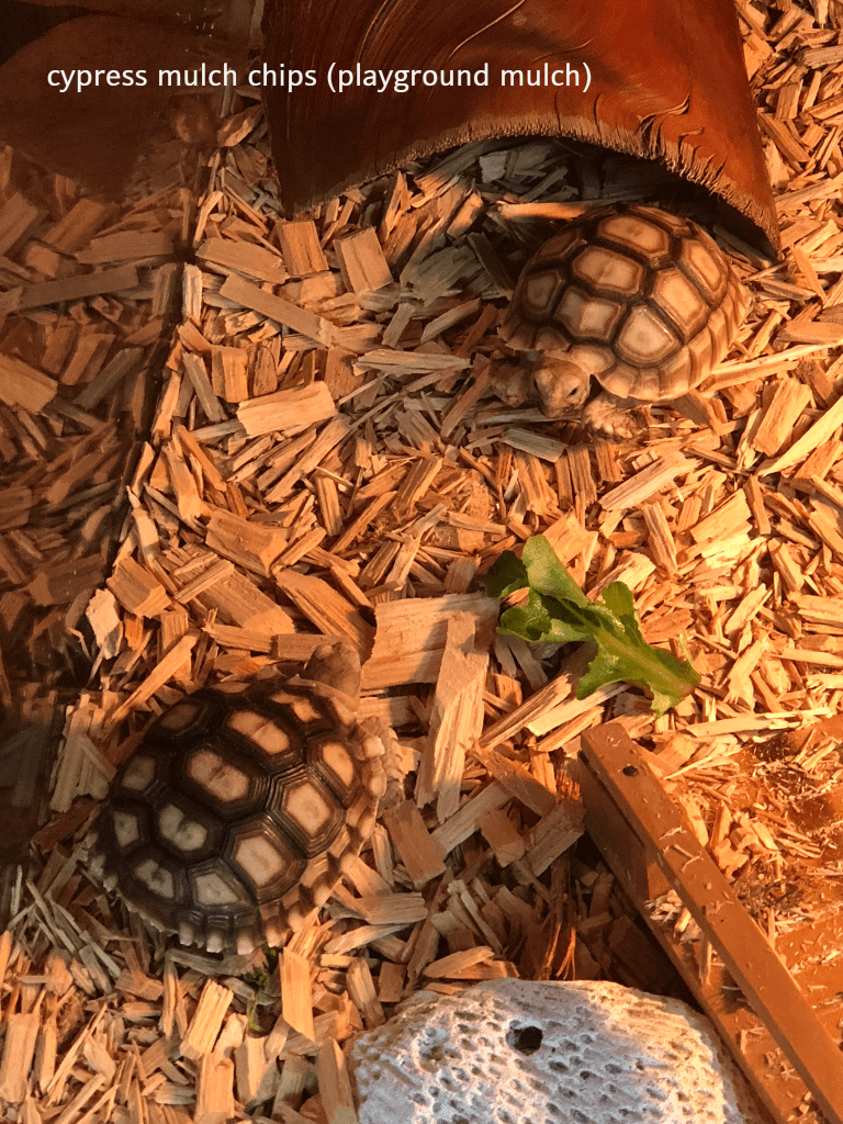 Best Tortoise Substrates – The Tortoise Keeper